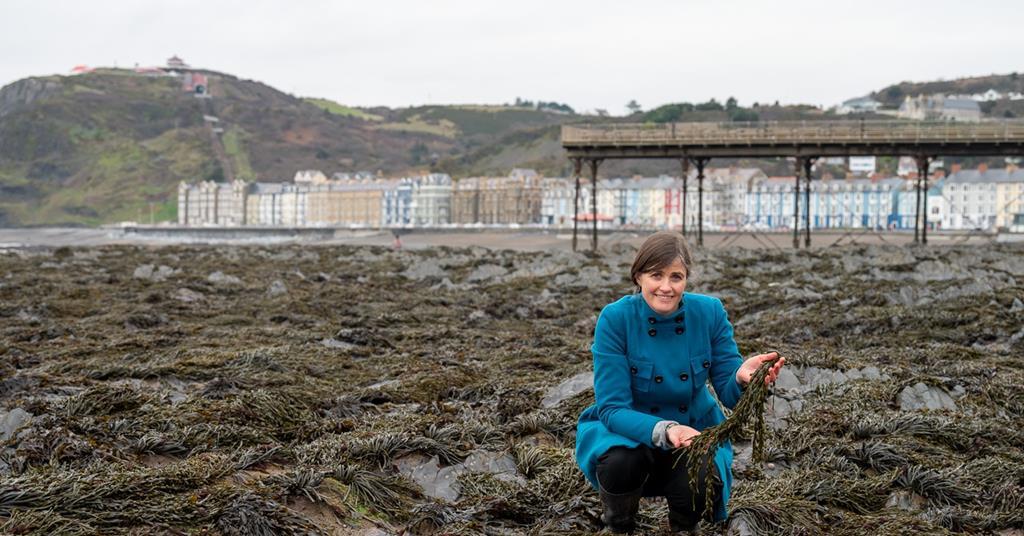 Aberystwyth University scientists develop seaweed-based plastic food ...