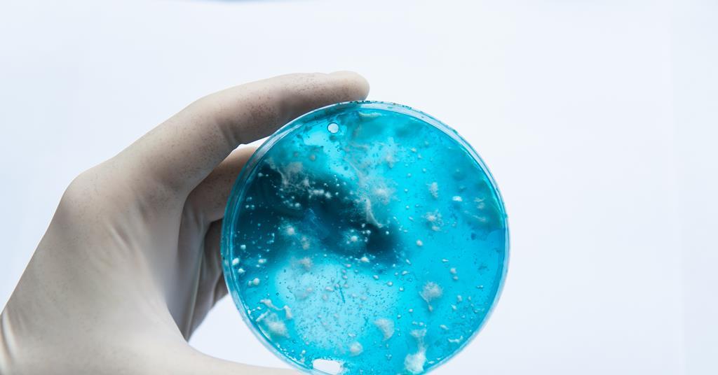 From bread to bioreactors: how fermentation can transform the global ...
