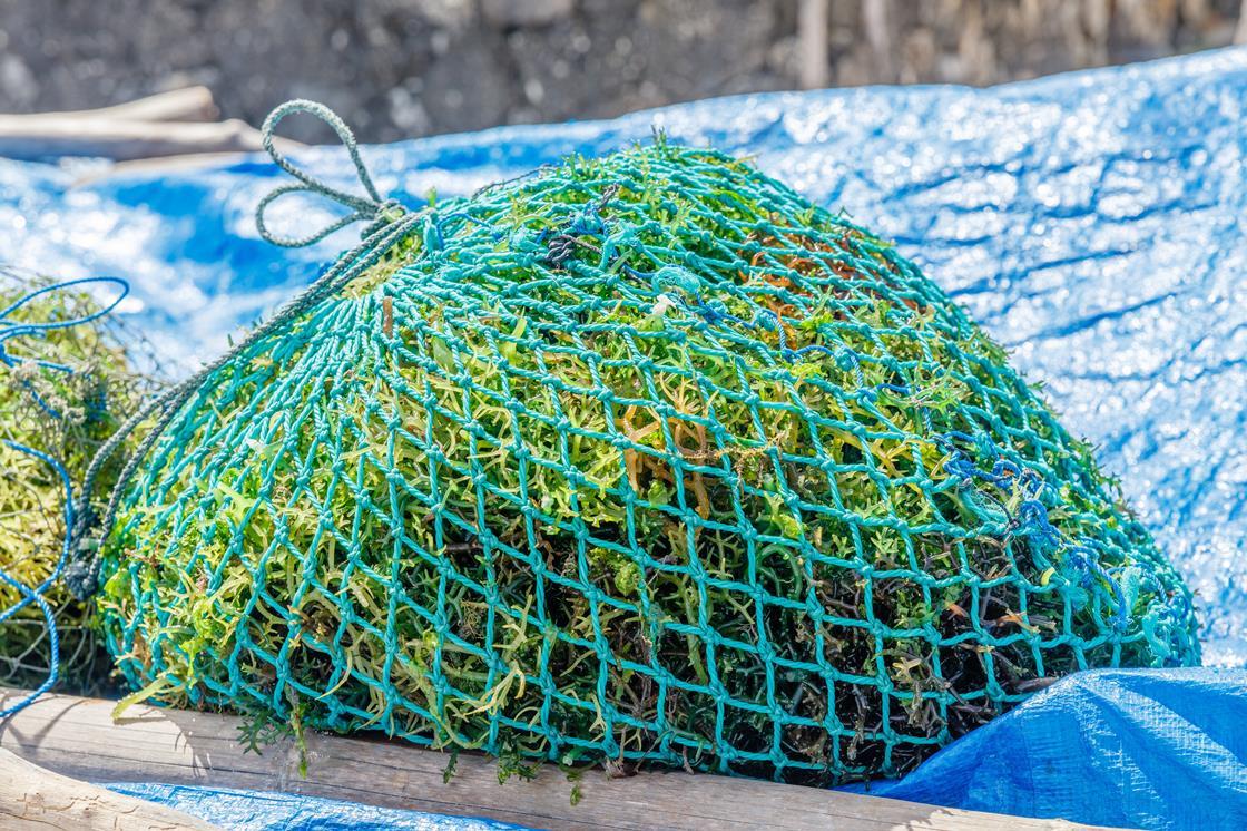 How can seaweed farming help tackle global food insecurity? | News ...