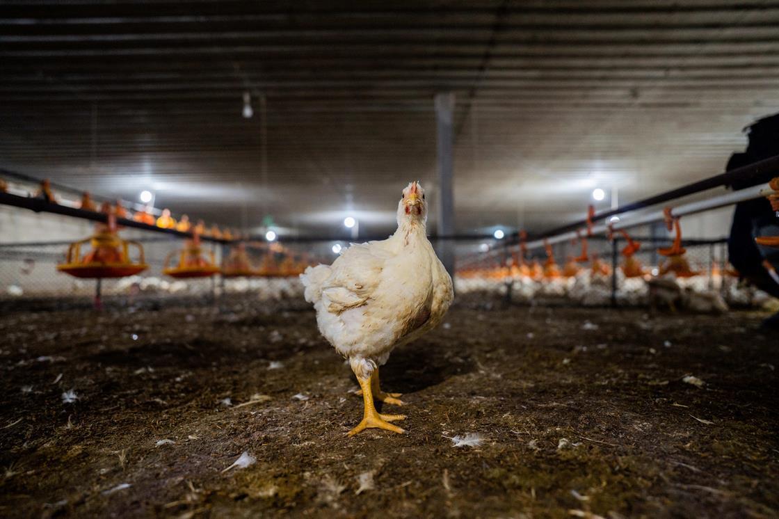 McDonald’s and KFC criticised by NGO coalition over stalled chicken ...